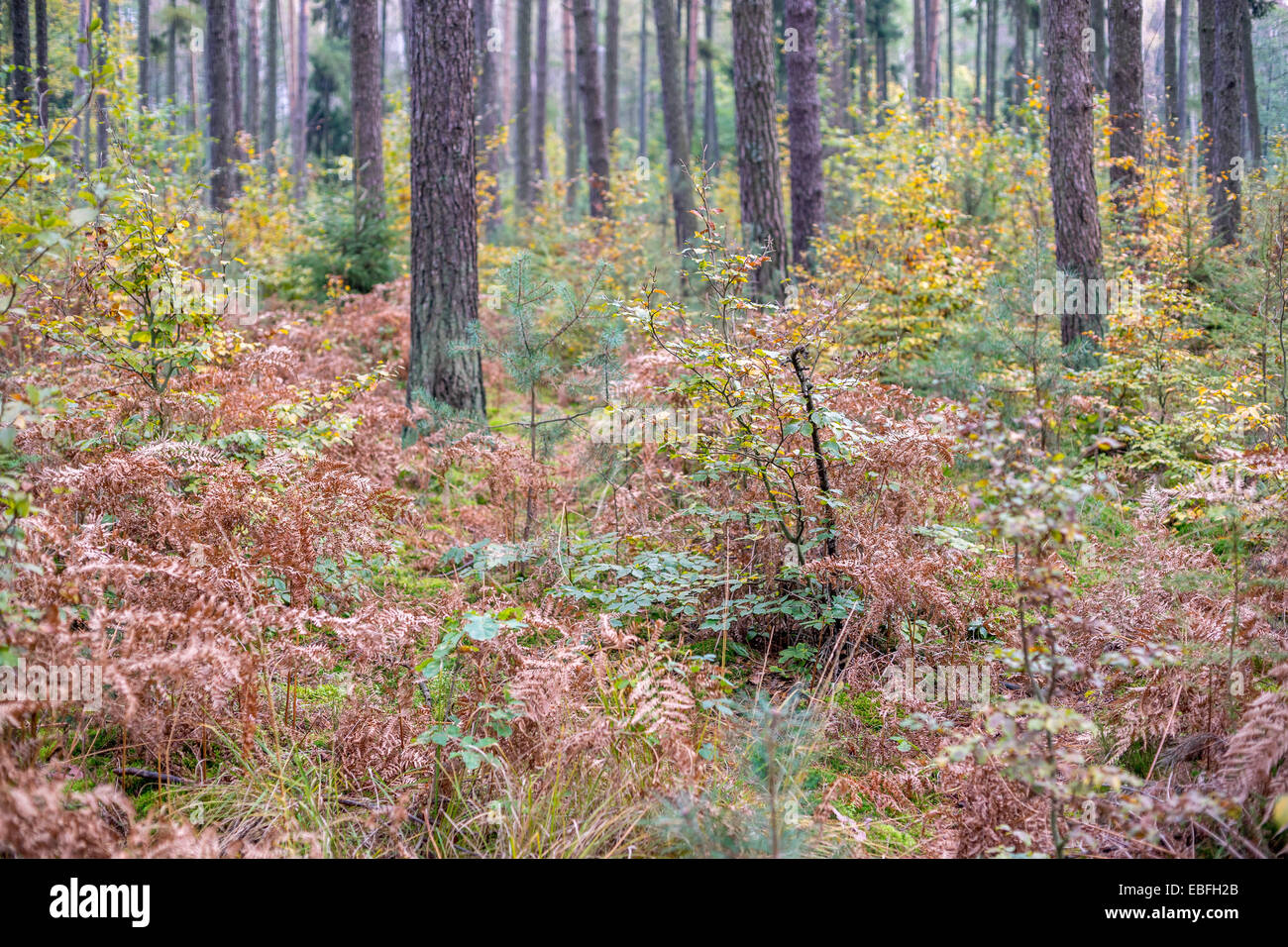 Pine tree Northern European forest in autumn Stock Photo - Alamy