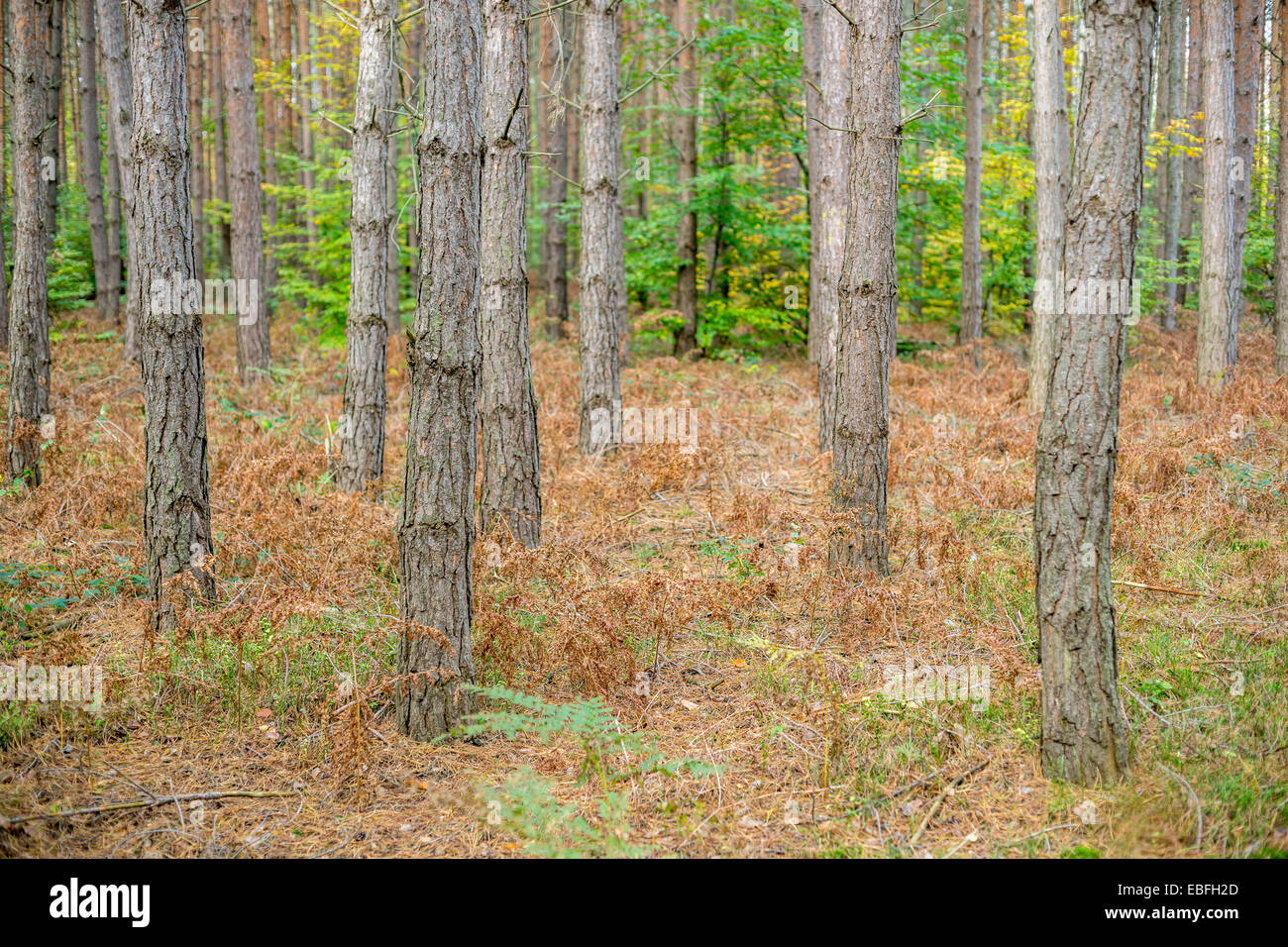 Pine tree Northern European forest in autumn Stock Photo - Alamy
