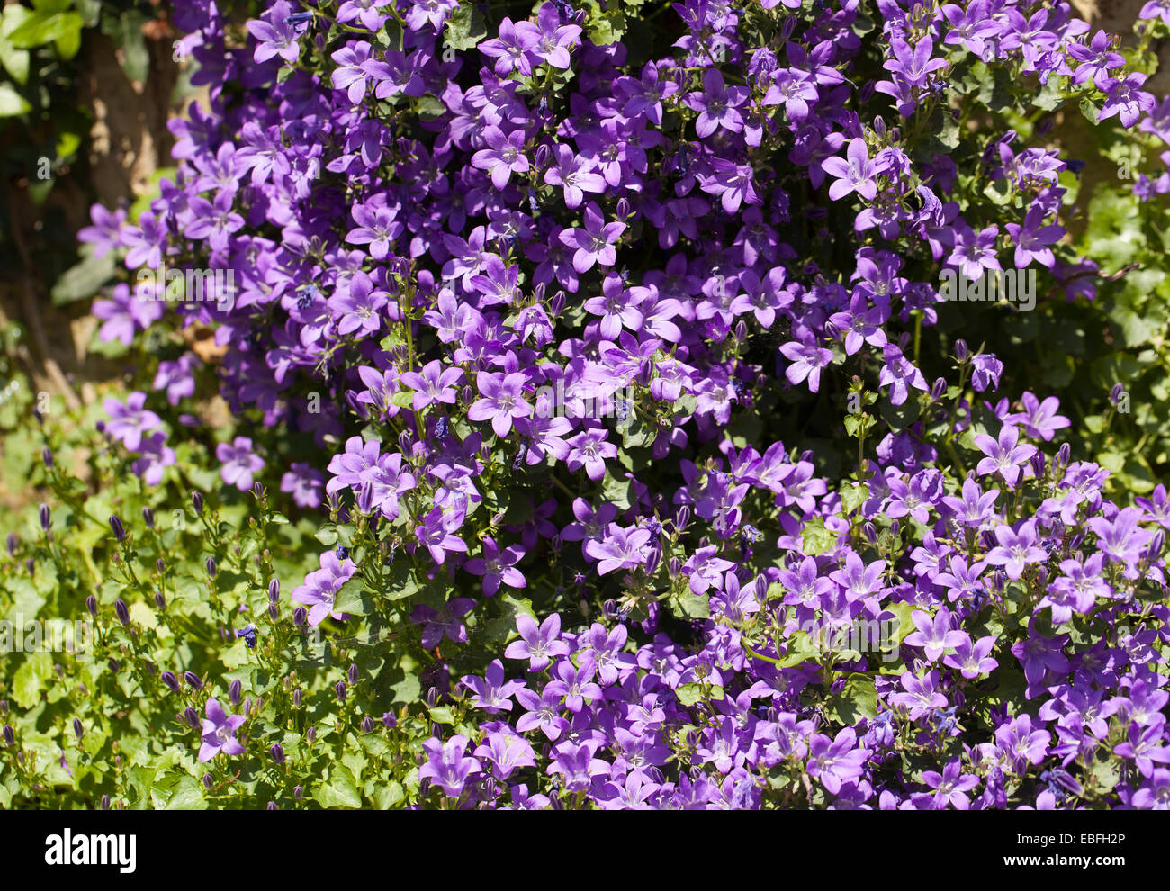 purple campanula bellflower (C portenschlagiana C muralis) flowers and ...