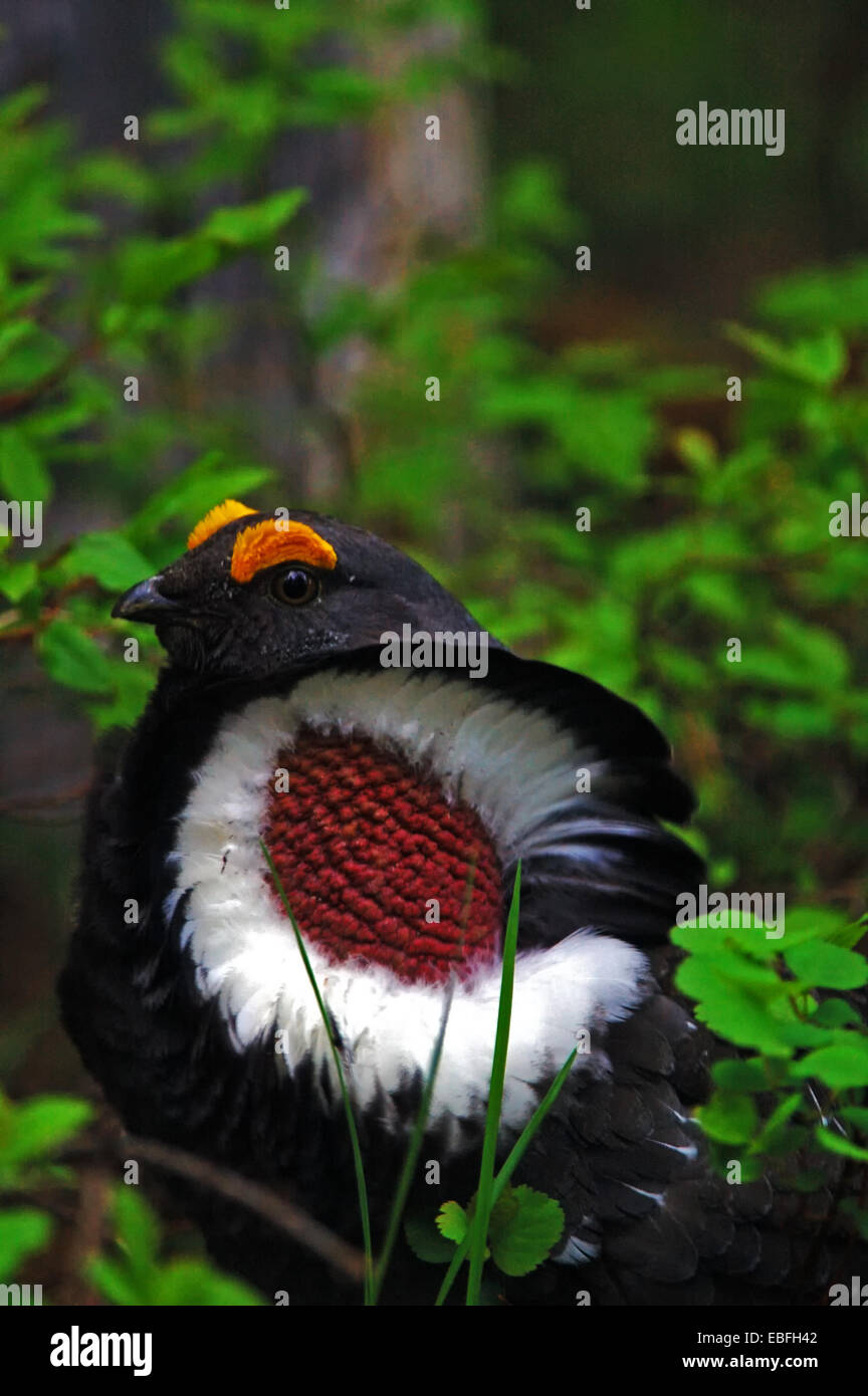 Male dusky grouse in display during mating season. Yaak Valley in the ...