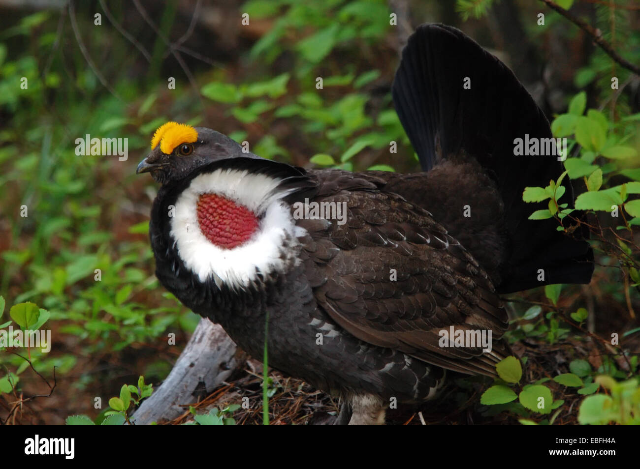 Male dusky grouse showing mating display in spring. Yaak Valley ...
