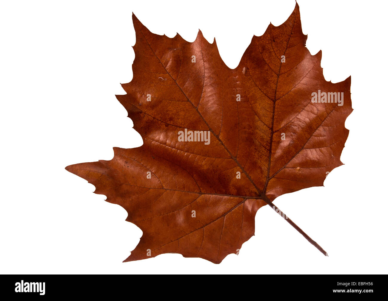 Maple Leave - Autumn Stock Photo - Alamy