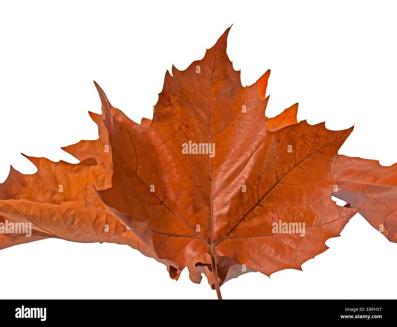 Maple Leave - Autumn Stock Photo - Alamy
