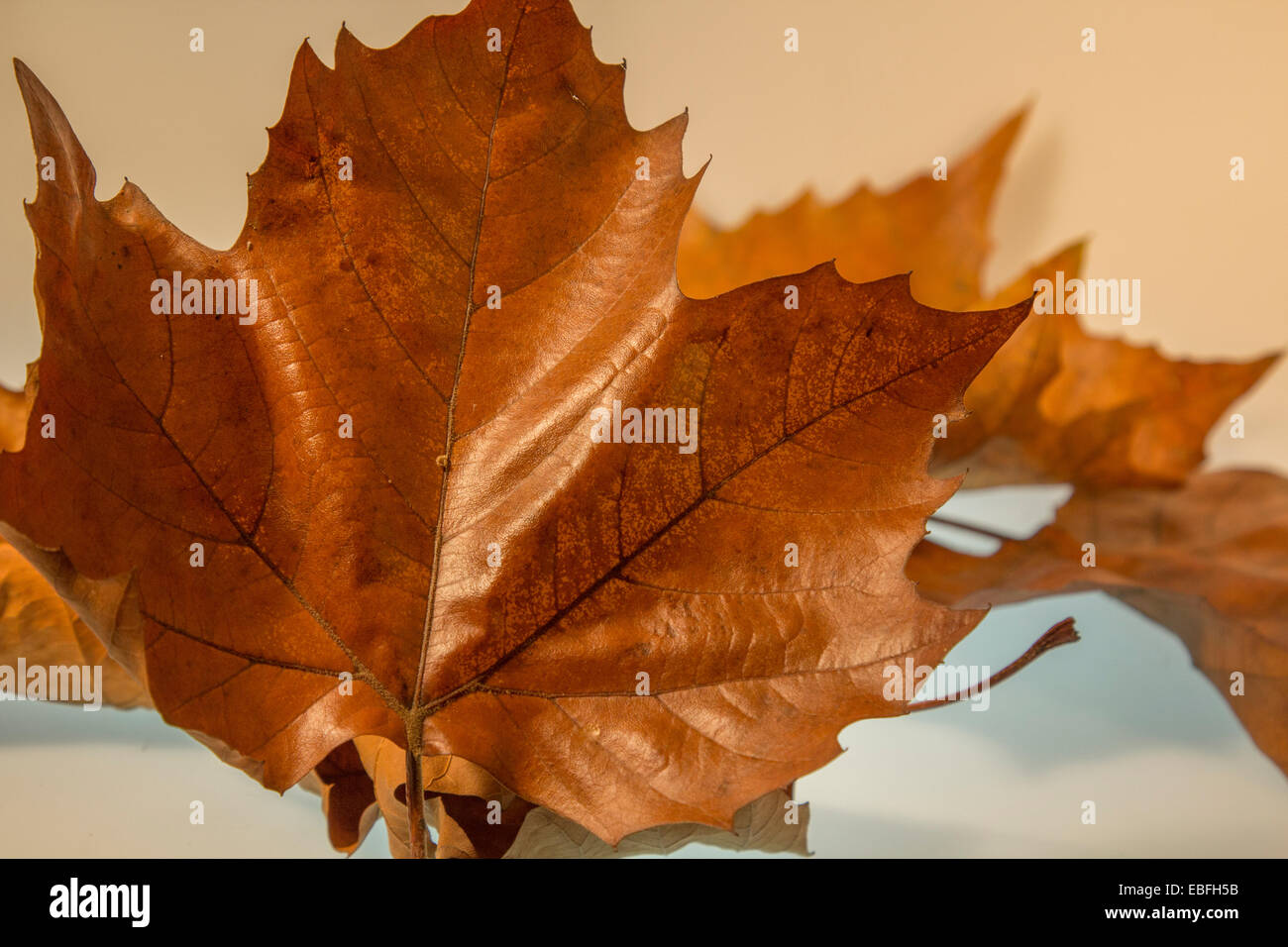 Maple Leave - Autumn Stock Photo - Alamy