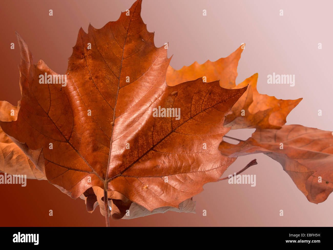 Maple Leave - Autumn Stock Photo - Alamy