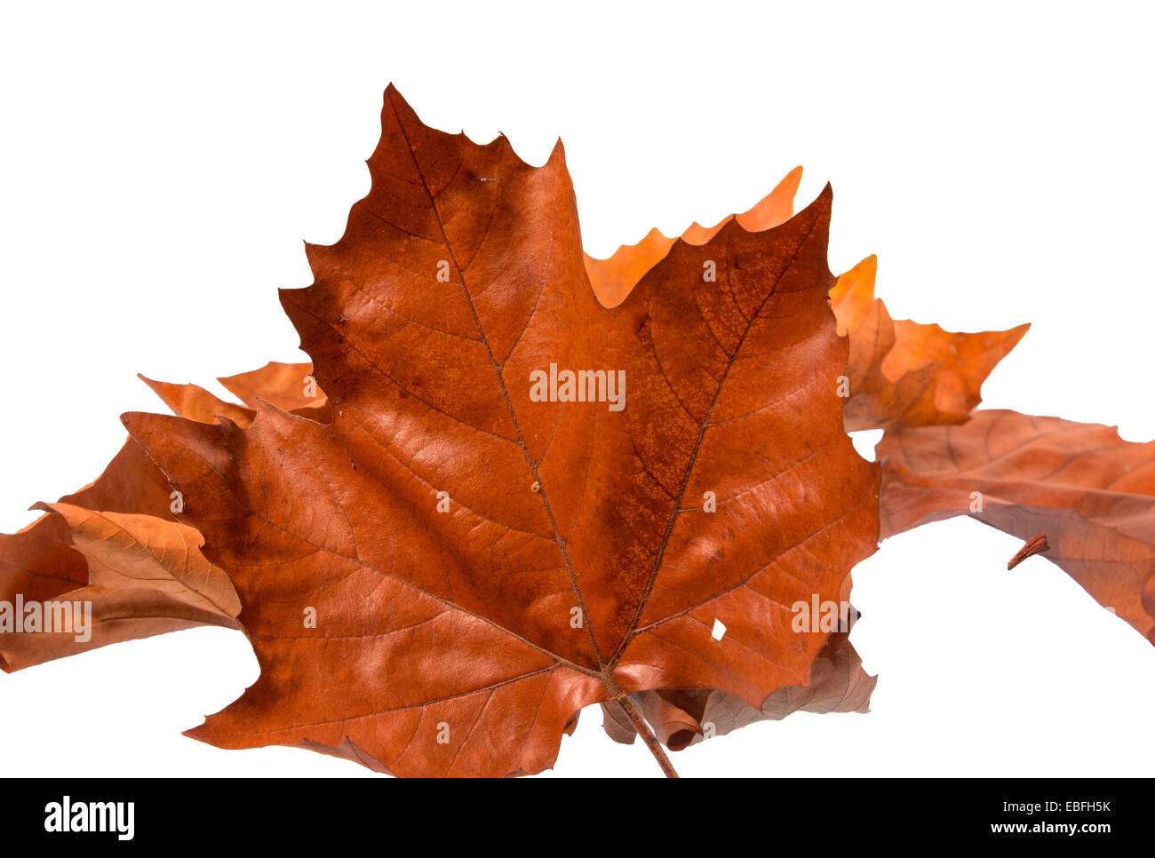 Dry maple leave hi-res stock photography and images - Alamy
