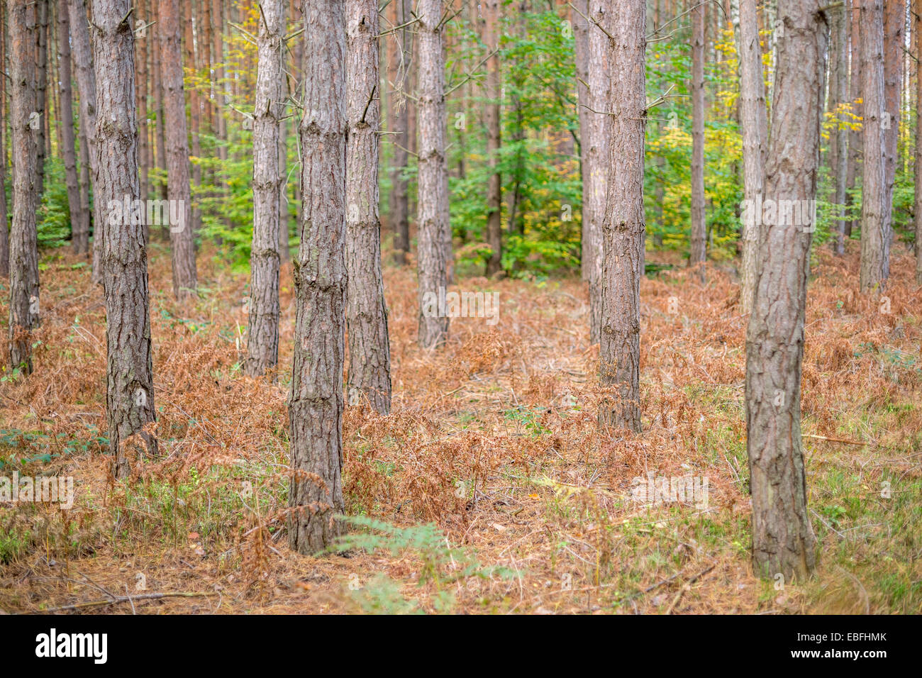 Northern pine forest hi-res stock photography and images - Alamy