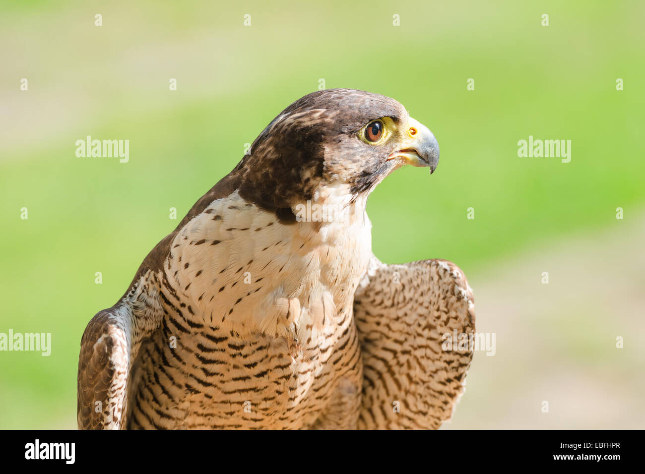 Portrait of the fastest wild bird of prey falcon or hawk against lawn ...