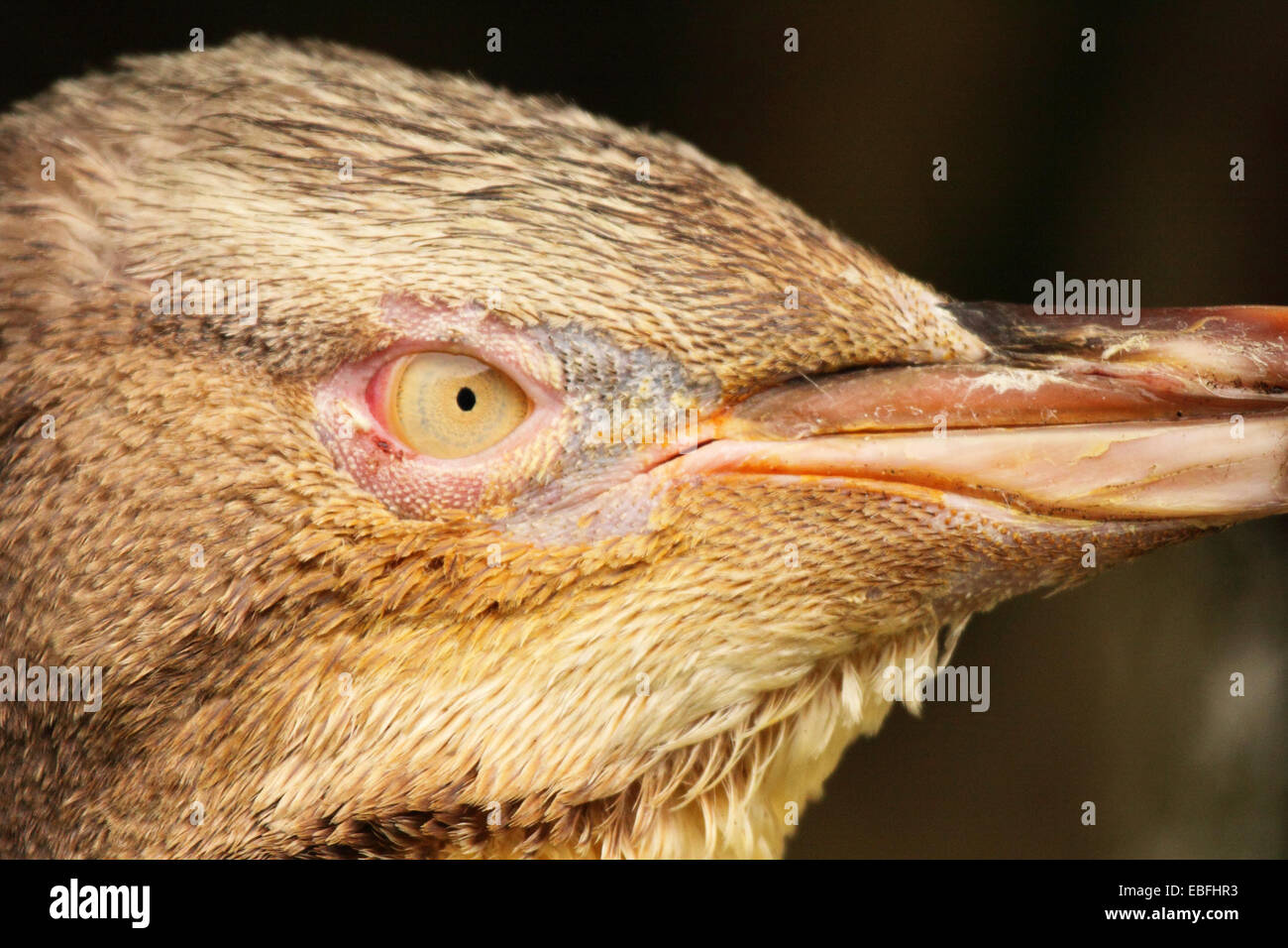 A portrait of a Yellow-eyed Penguin molting around its eyes Stock Photo ...
