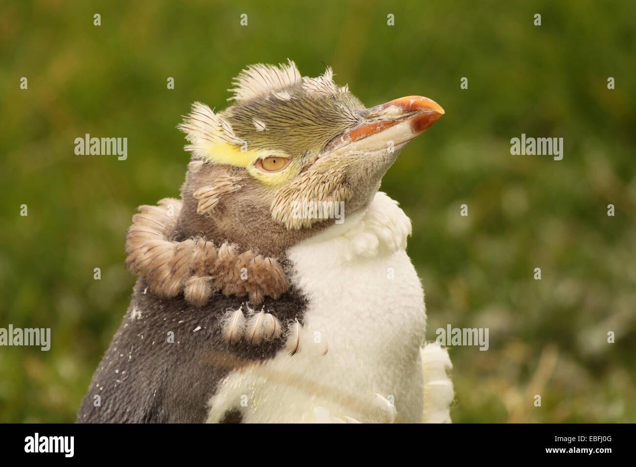 A juvenile Yellow-eyed Penguin in it's second molt Stock Photo - Alamy