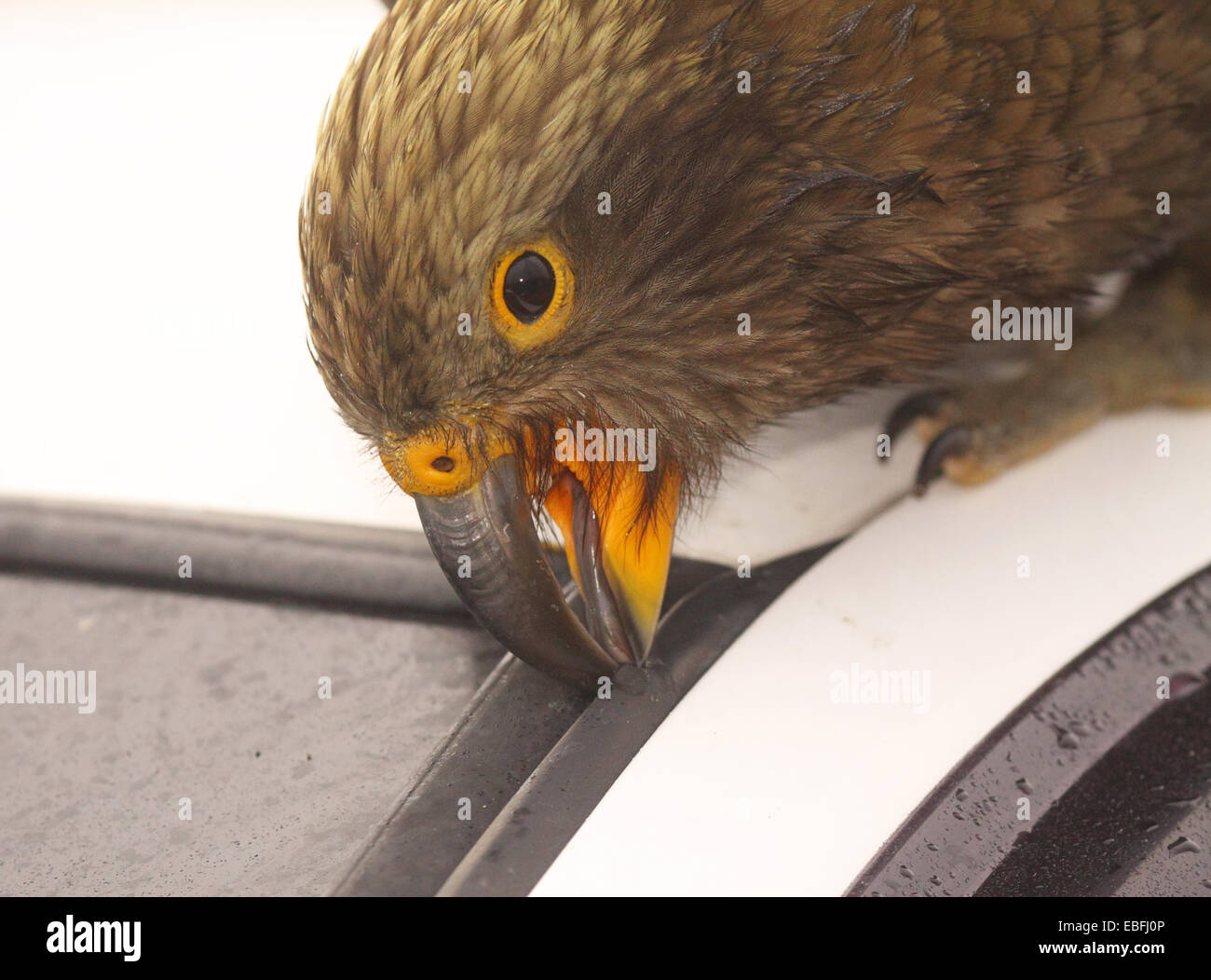 A Kea, an endangered alpine parrot, chewing on the rubber of a car ...