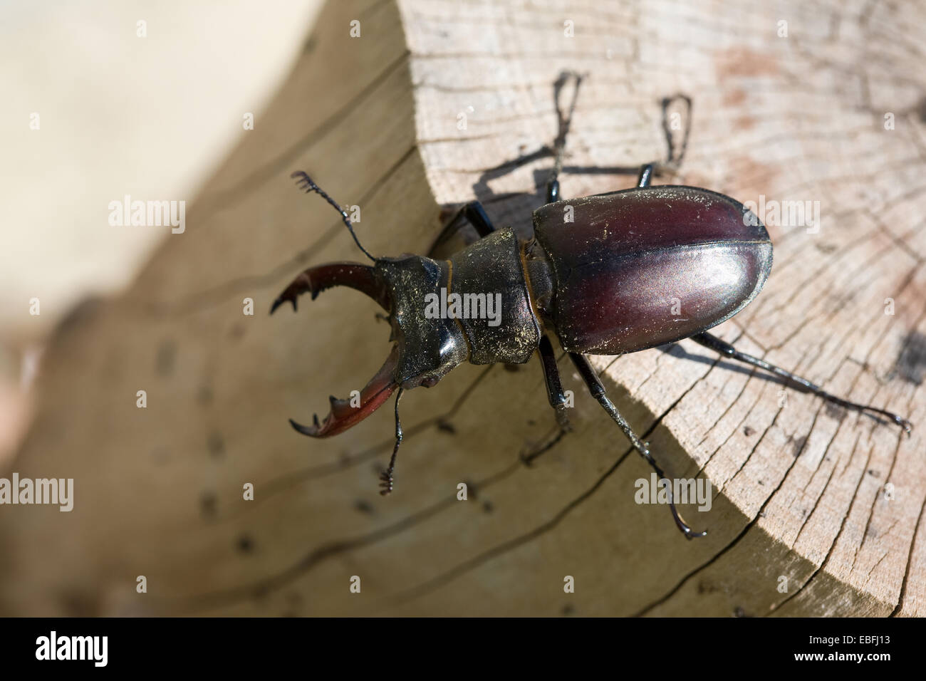 Stag beetle wood uk hi-res stock photography and images - Alamy