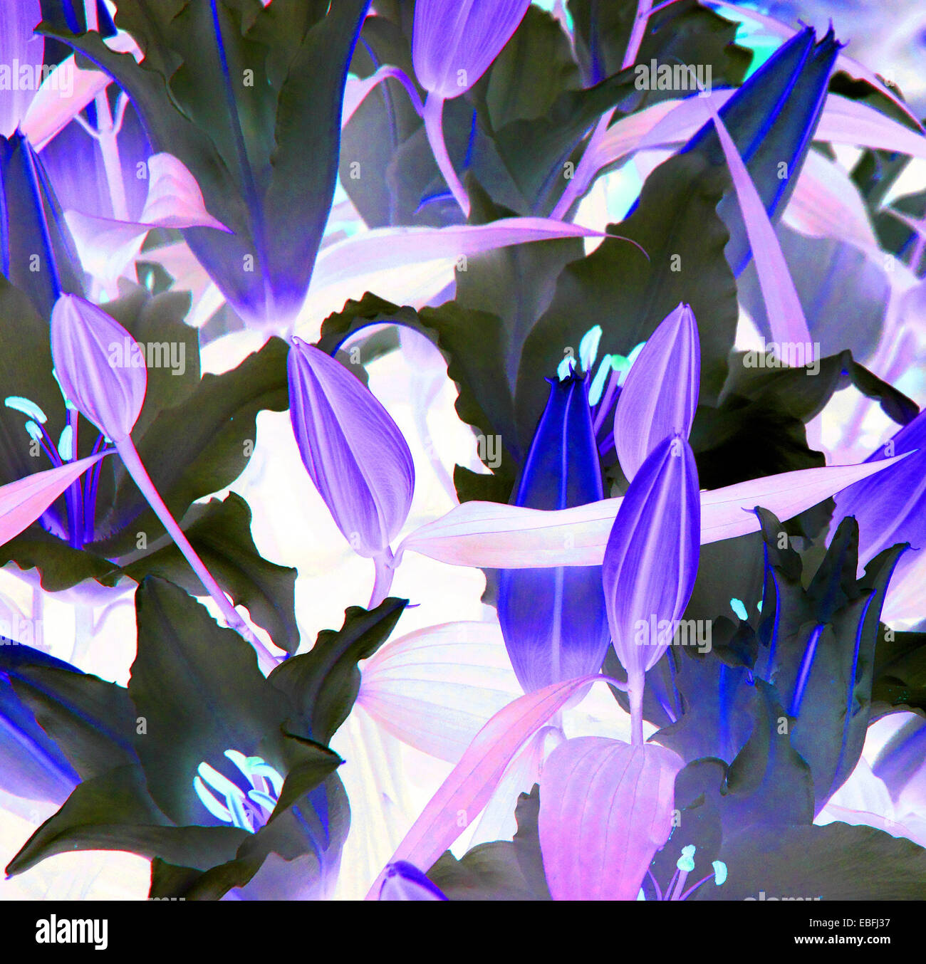 Digitally altered garden, flower and plants. Colour changes Stock Photo ...