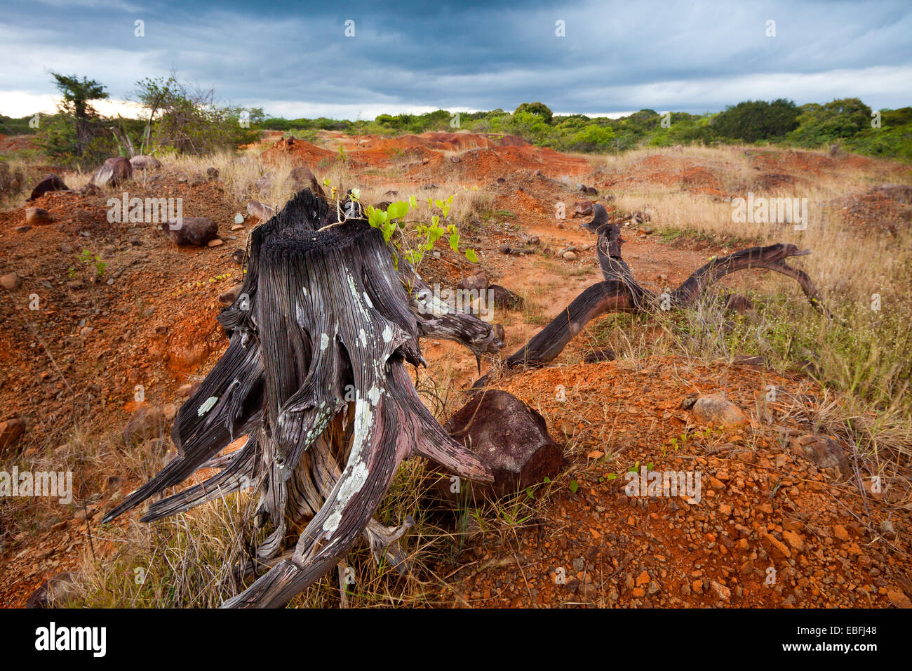 Deforestation erosion hi-res stock photography and images - Alamy