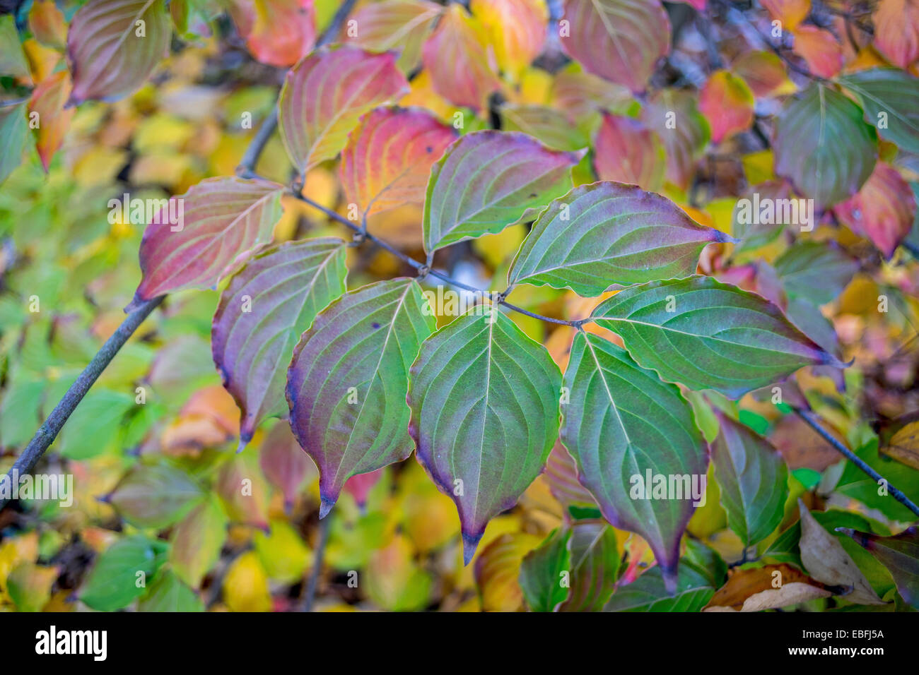 Kousa dogwood multicolor autumn leaves Cornus kousa Stock Photo - Alamy