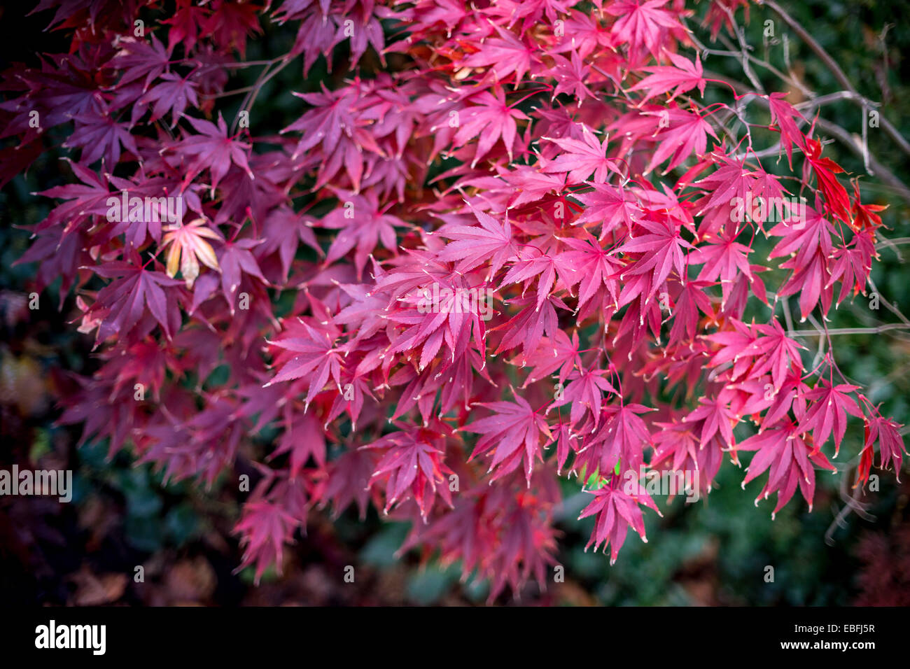 Japanese maple tree hi-res stock photography and images - Alamy