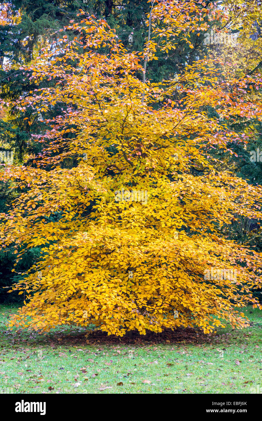 Yellow autumn beech tree Fagus sylvatica Stock Photo - Alamy