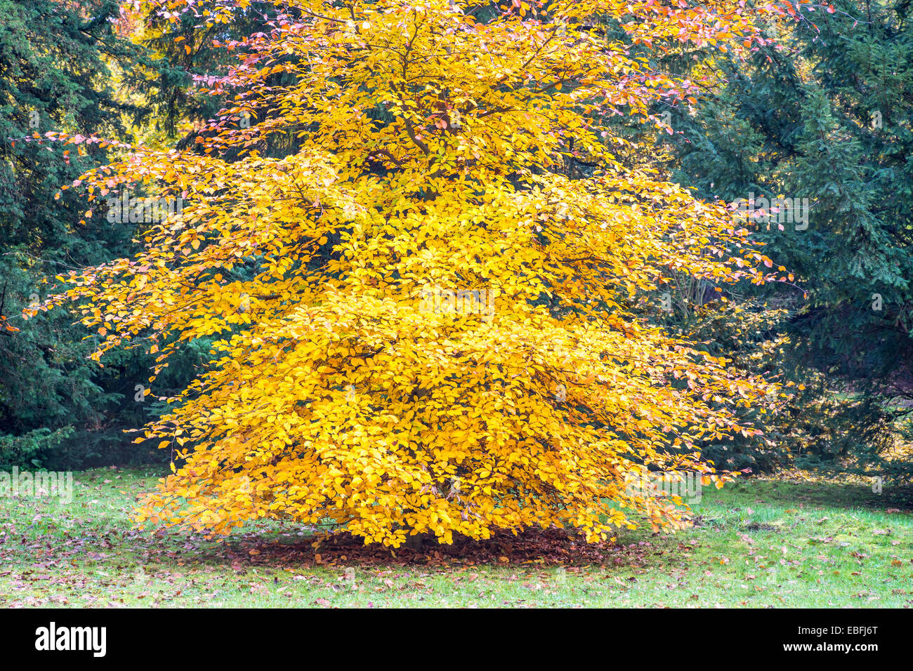 Yellow autumn beech tree Fagus sylvatica Stock Photo - Alamy