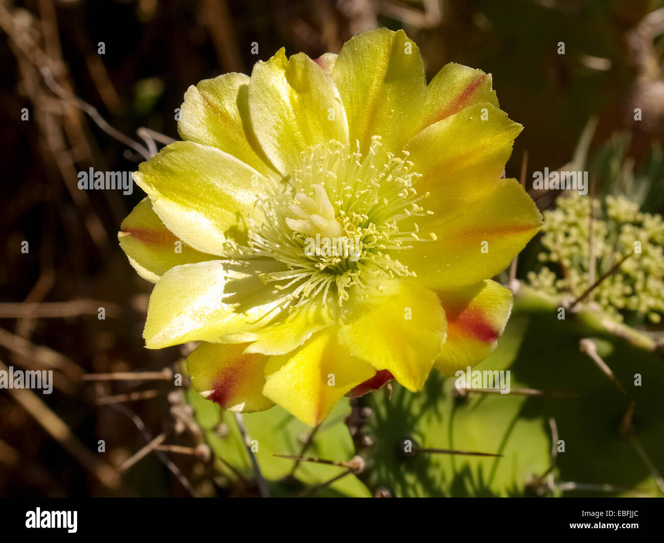 Corsica france spring flower hi-res stock photography and images - Alamy