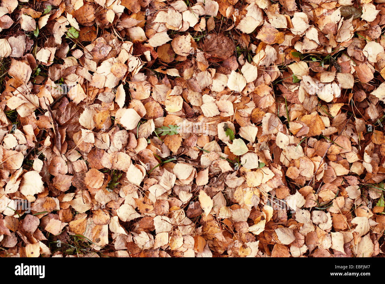 Litter on the ground hi-res stock photography and images - Alamy