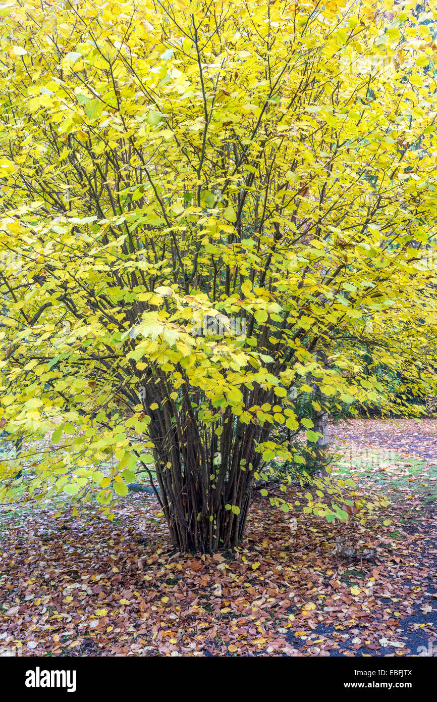 Yellow autumn hazel tree Corylus avellana Stock Photo - Alamy