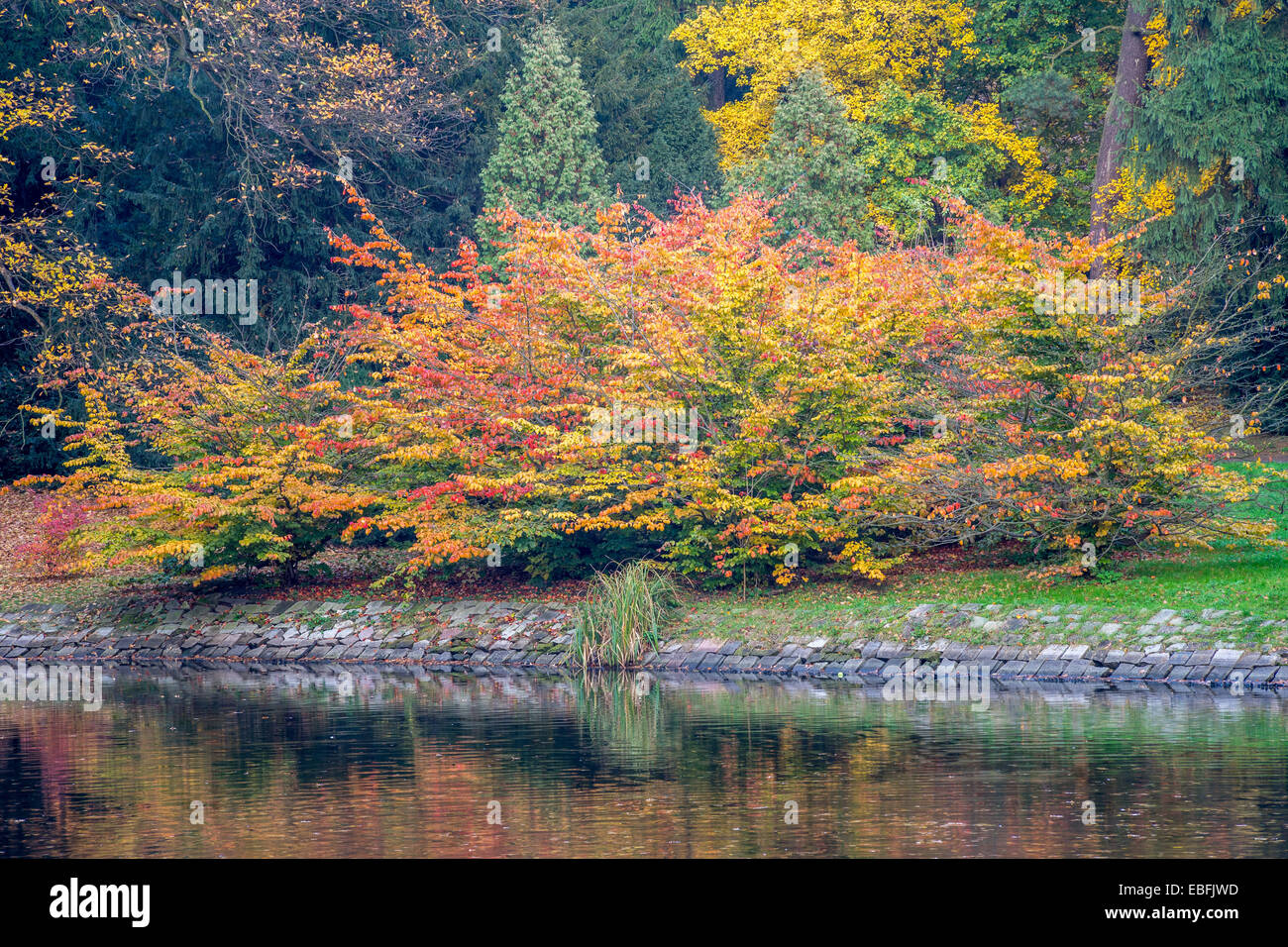 Multicolor autumn beech trees reflecting in quiet water Stock Photo - Alamy