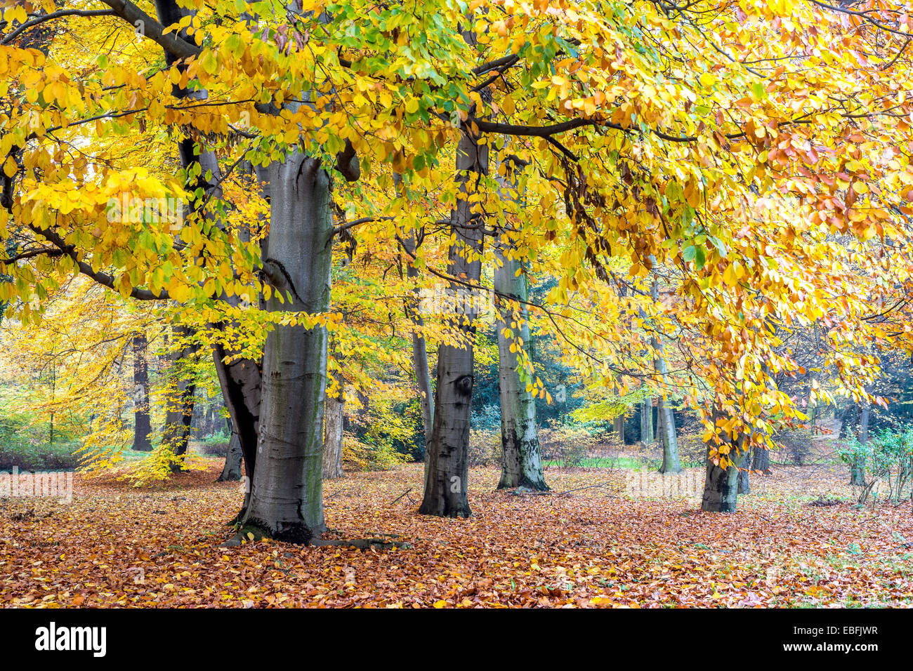 Yellow autumn beech trees Fagus sylvatica Stock Photo - Alamy