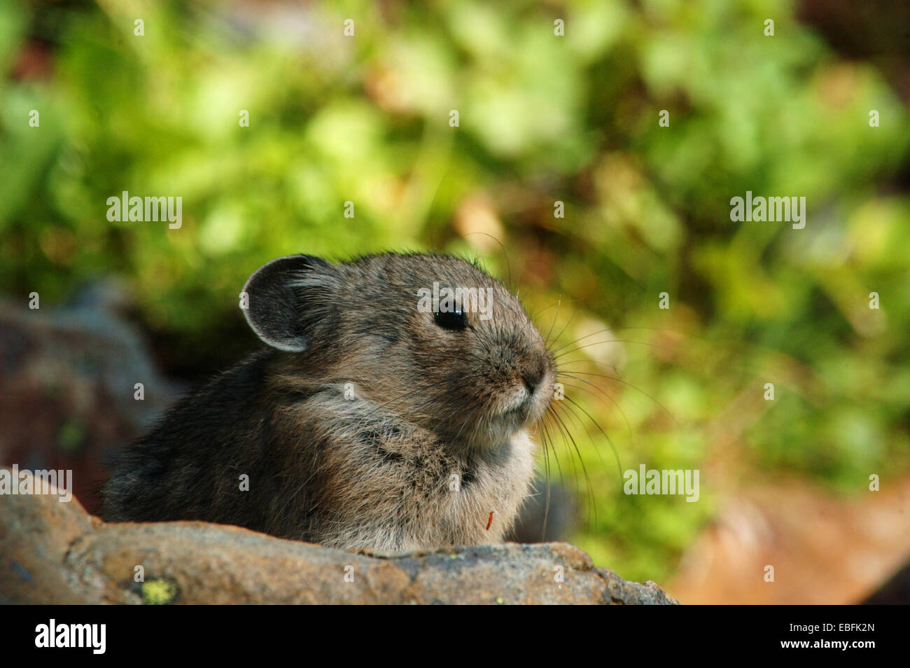 Rock Pika portrait in summer. Northwest Peak Scenic Area, northwest ...