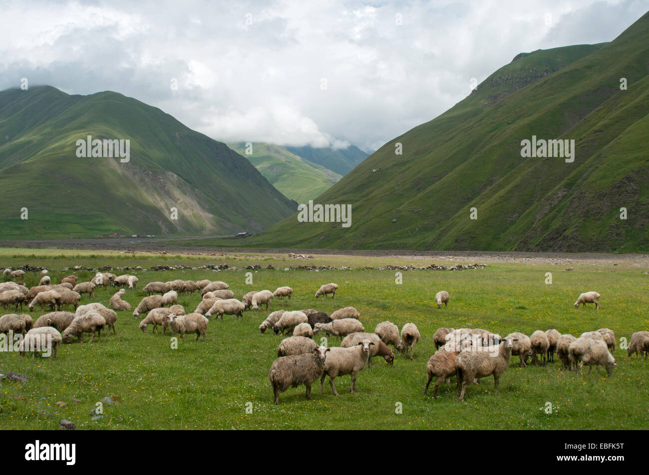 This is a green meadow with sheep. Mountains are in the background ...