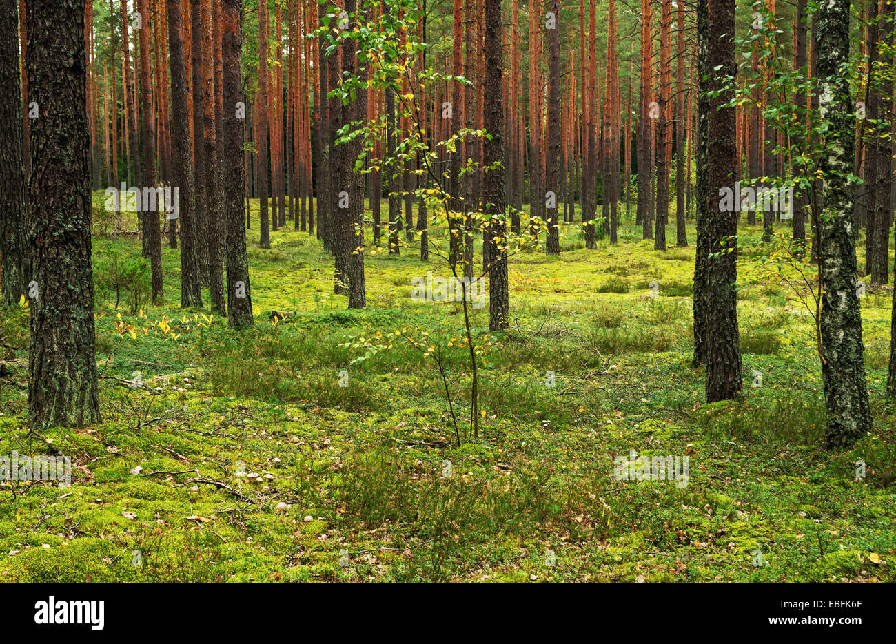 Pine forest landscape Stock Photo - Alamy