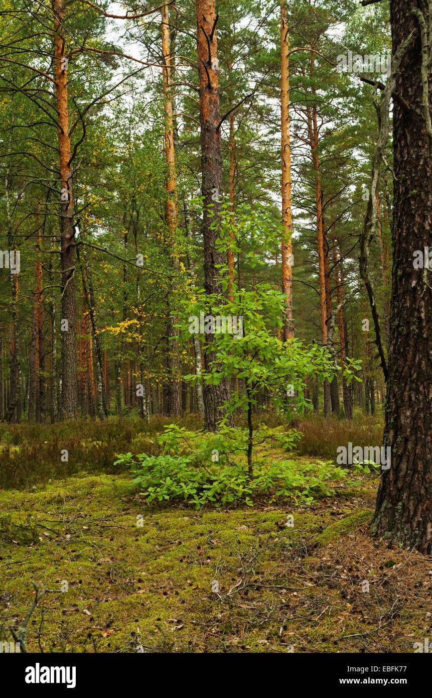 Pine forest landscape. Young oak Stock Photo - Alamy