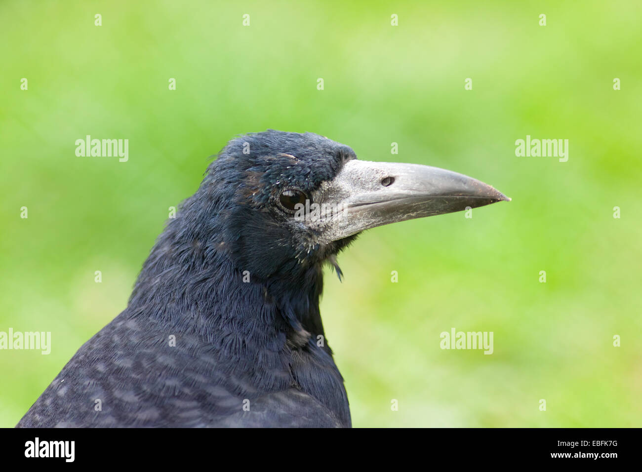 Corvus frugilegus, Rook is in the nature Stock Photo - Alamy