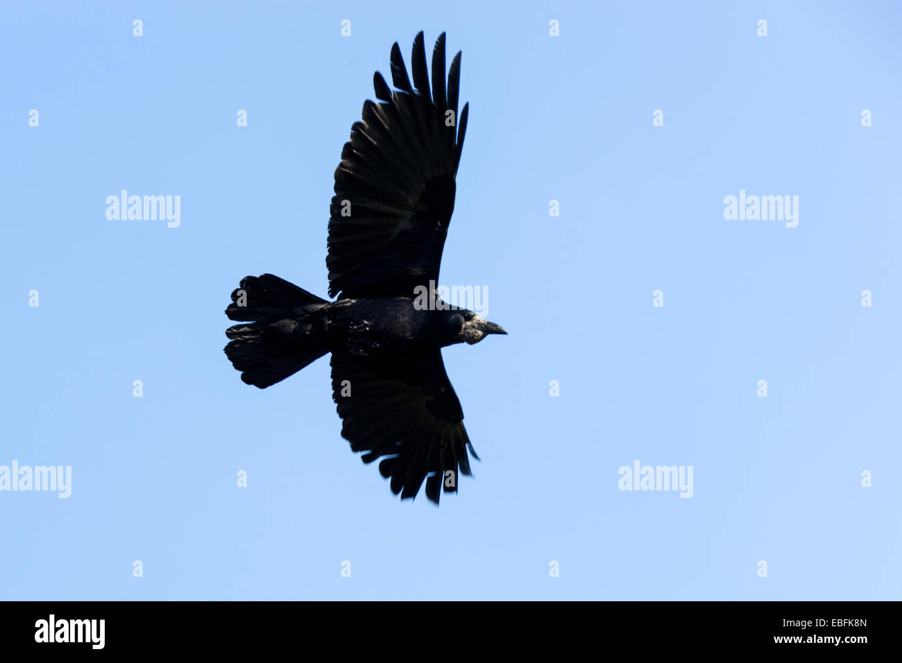 Corvus frugilegus, Rook is in the nature Stock Photo - Alamy