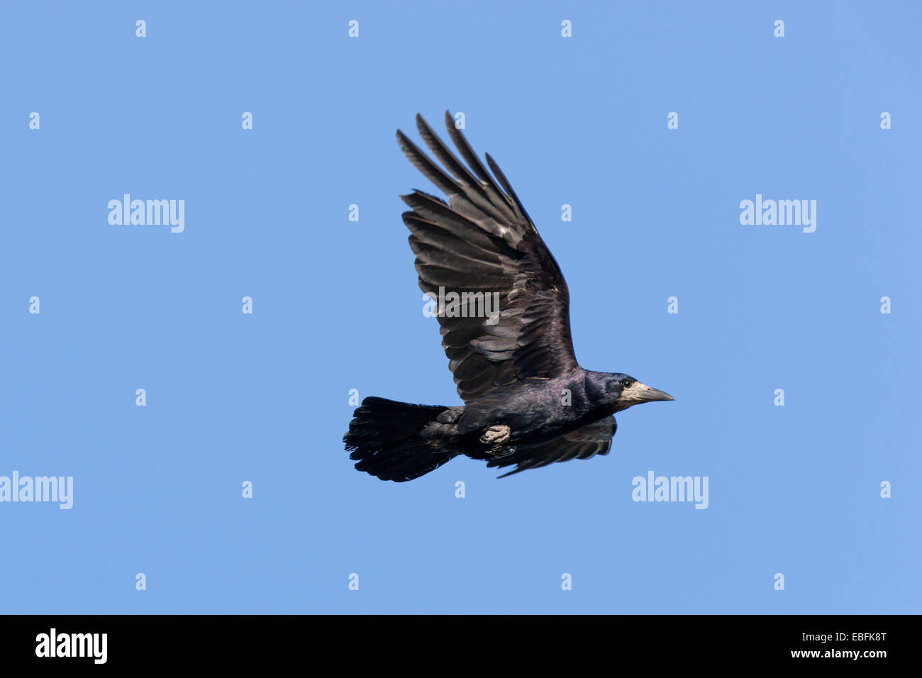 Corvus frugilegus, Rook is in the nature Stock Photo - Alamy