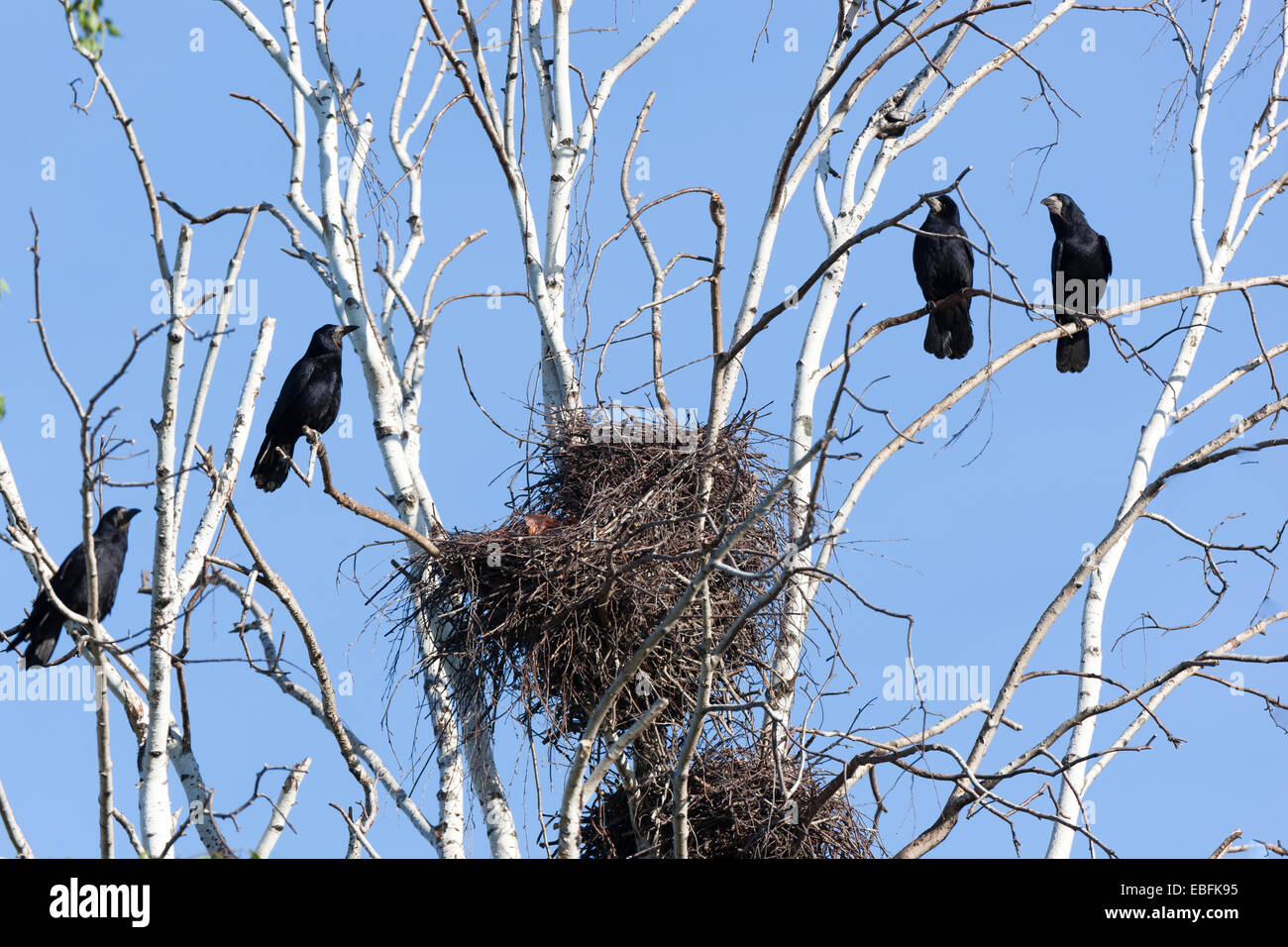 Corvus frugilegus, Rook is in the nature Stock Photo - Alamy