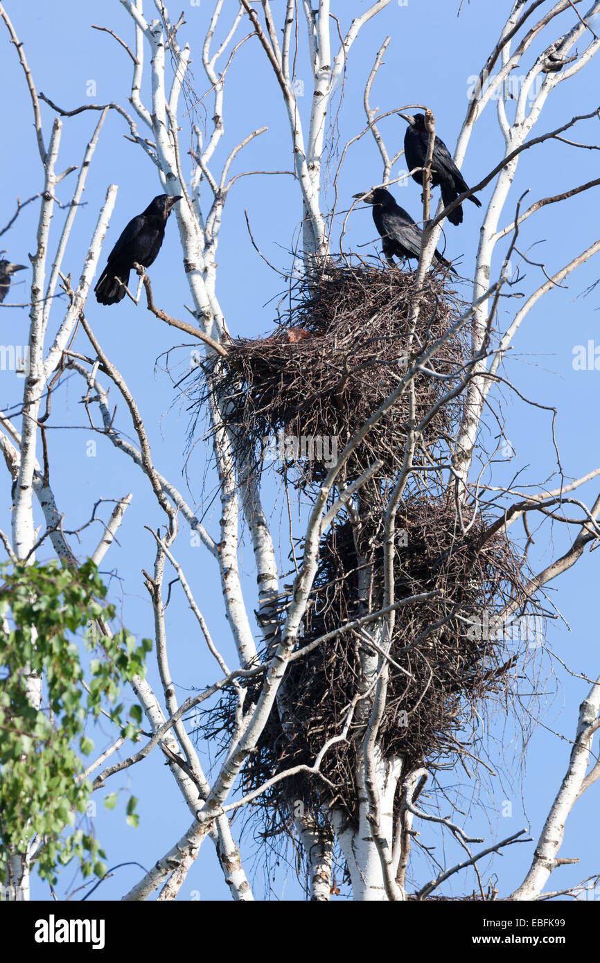 Corvus frugilegus, Rook is in the nature Stock Photo - Alamy