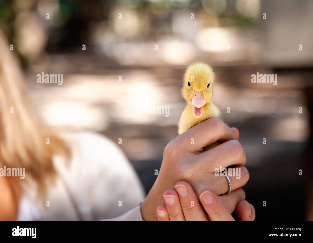 Hand holding baby chick hi-res stock photography and images - Alamy