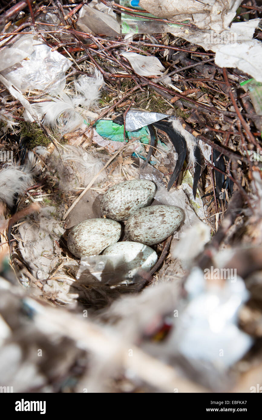 Nest of the Rook (Corvus frugilegus) with eggs Stock Photo - Alamy