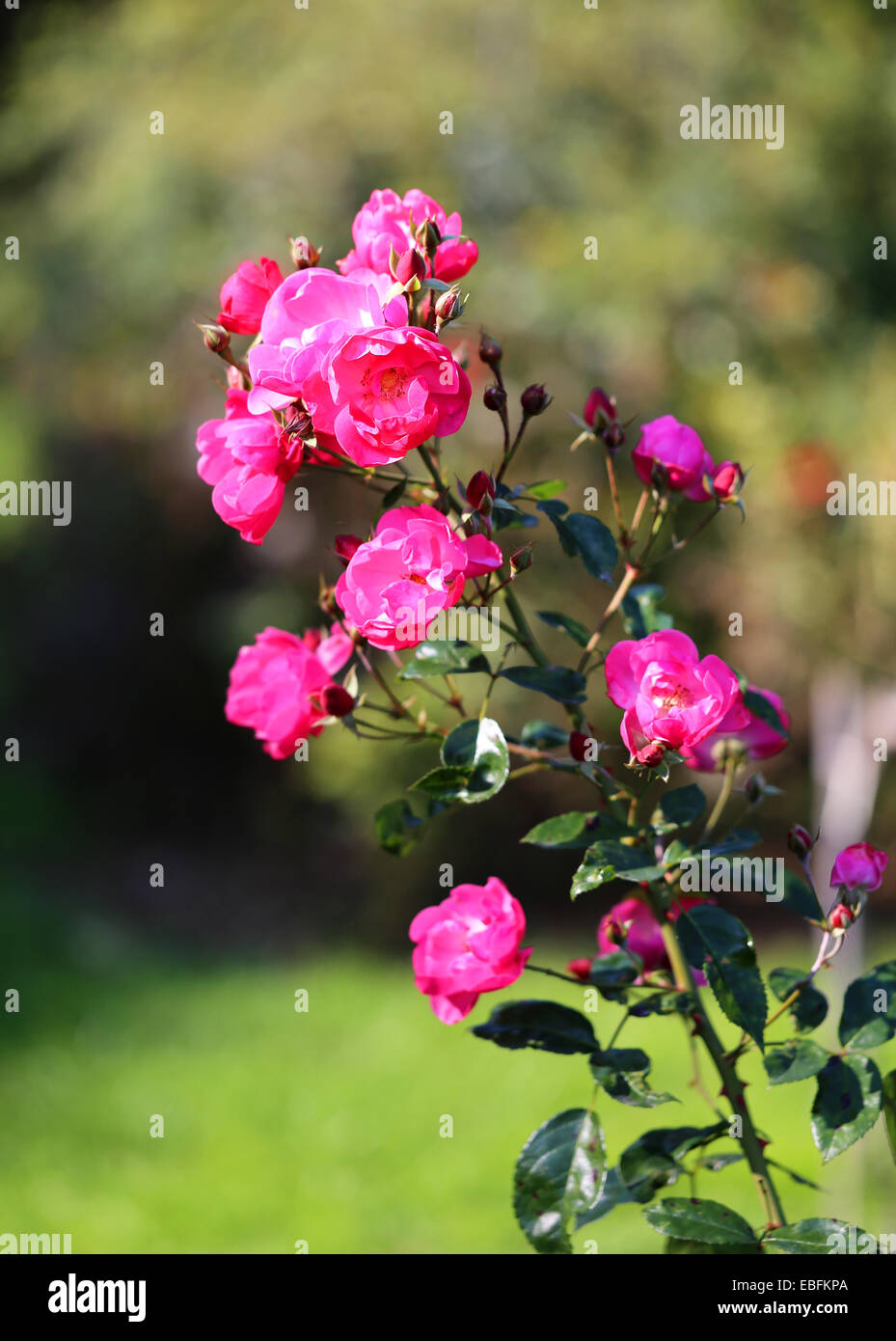 Beautiful rose garden is photographed close up Stock Photo - Alamy