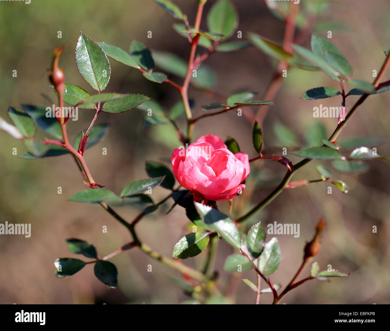 Beautiful rose garden is photographed close up Stock Photo - Alamy