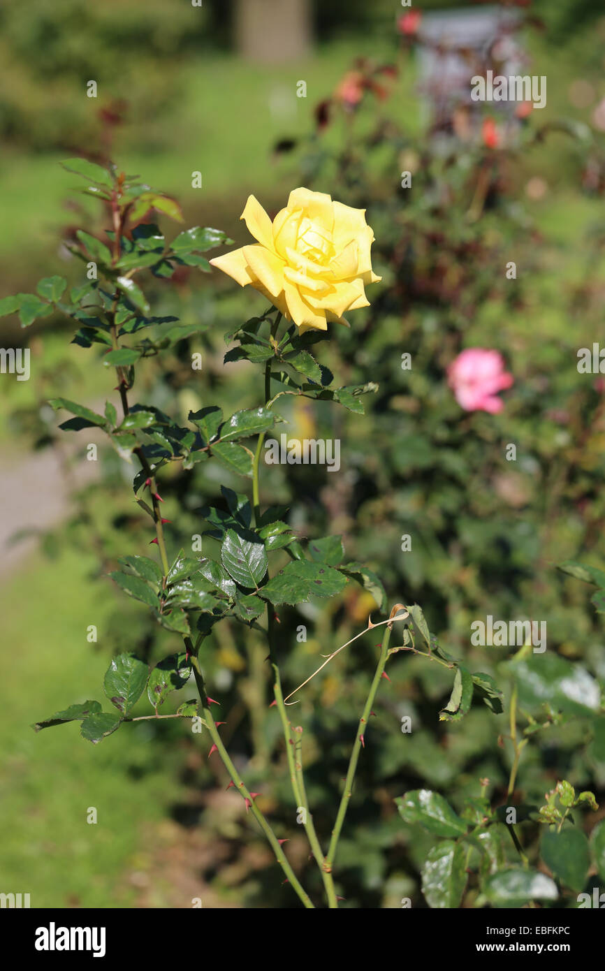 Beautiful rose garden is photographed close up Stock Photo - Alamy