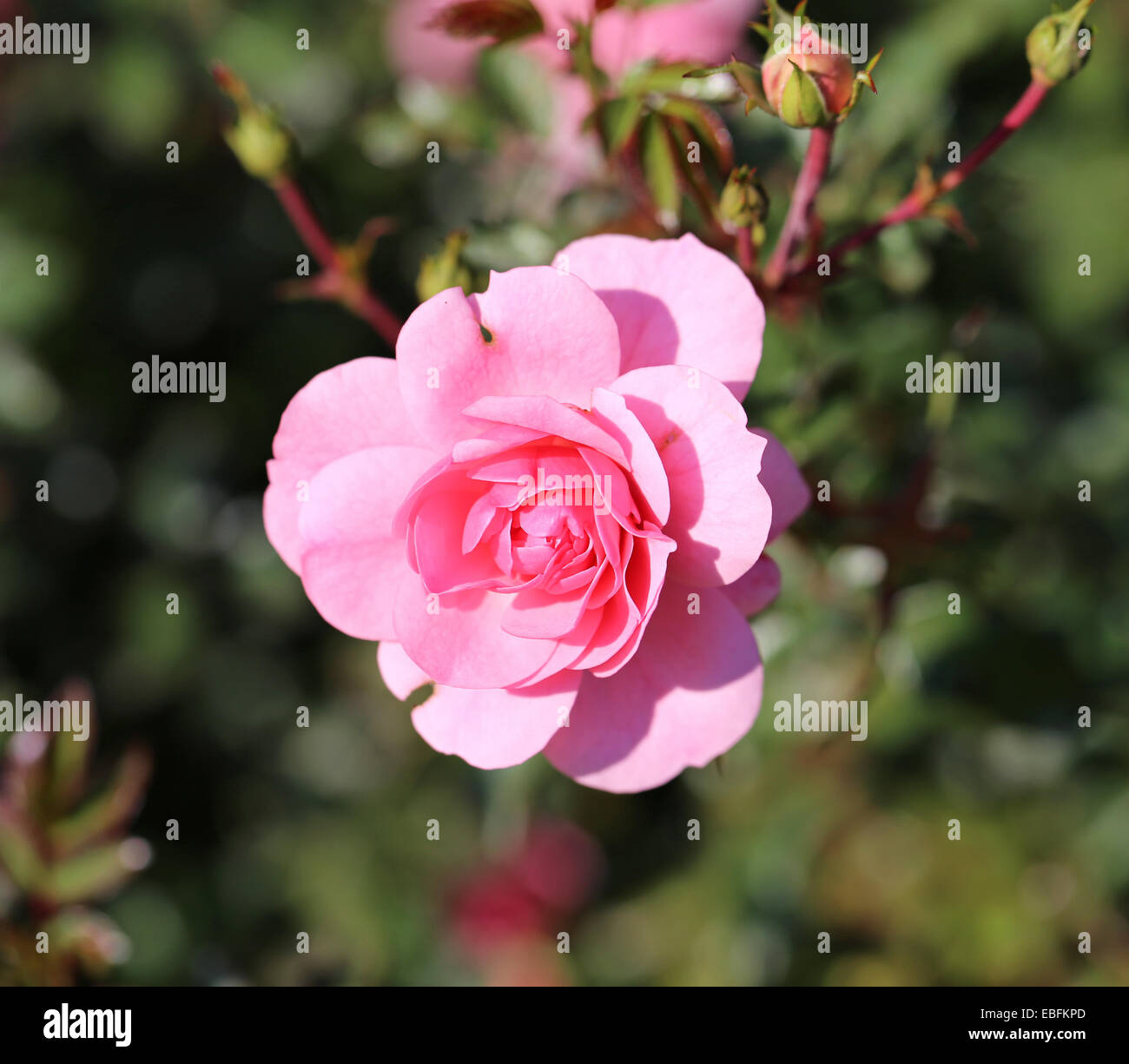 Beautiful rose garden is photographed close up Stock Photo - Alamy
