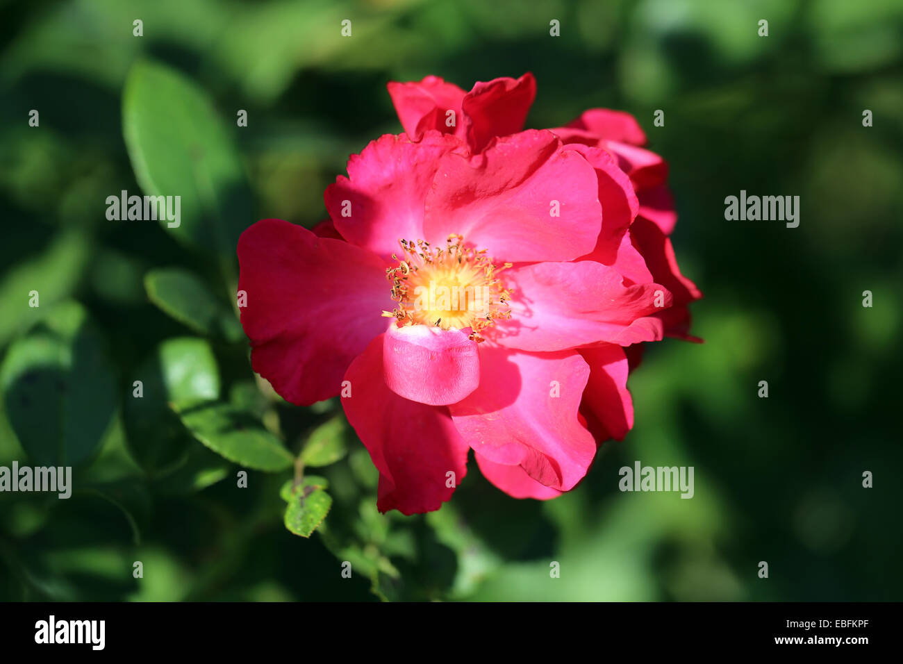 Beautiful rose garden is photographed close up Stock Photo - Alamy