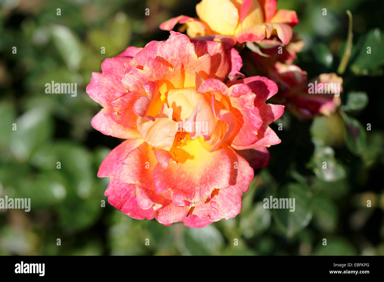 Beautiful rose garden is photographed close up Stock Photo - Alamy