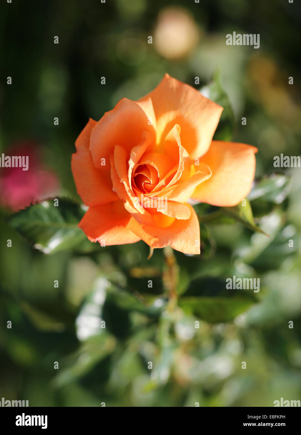 Beautiful rose garden is photographed close up Stock Photo - Alamy