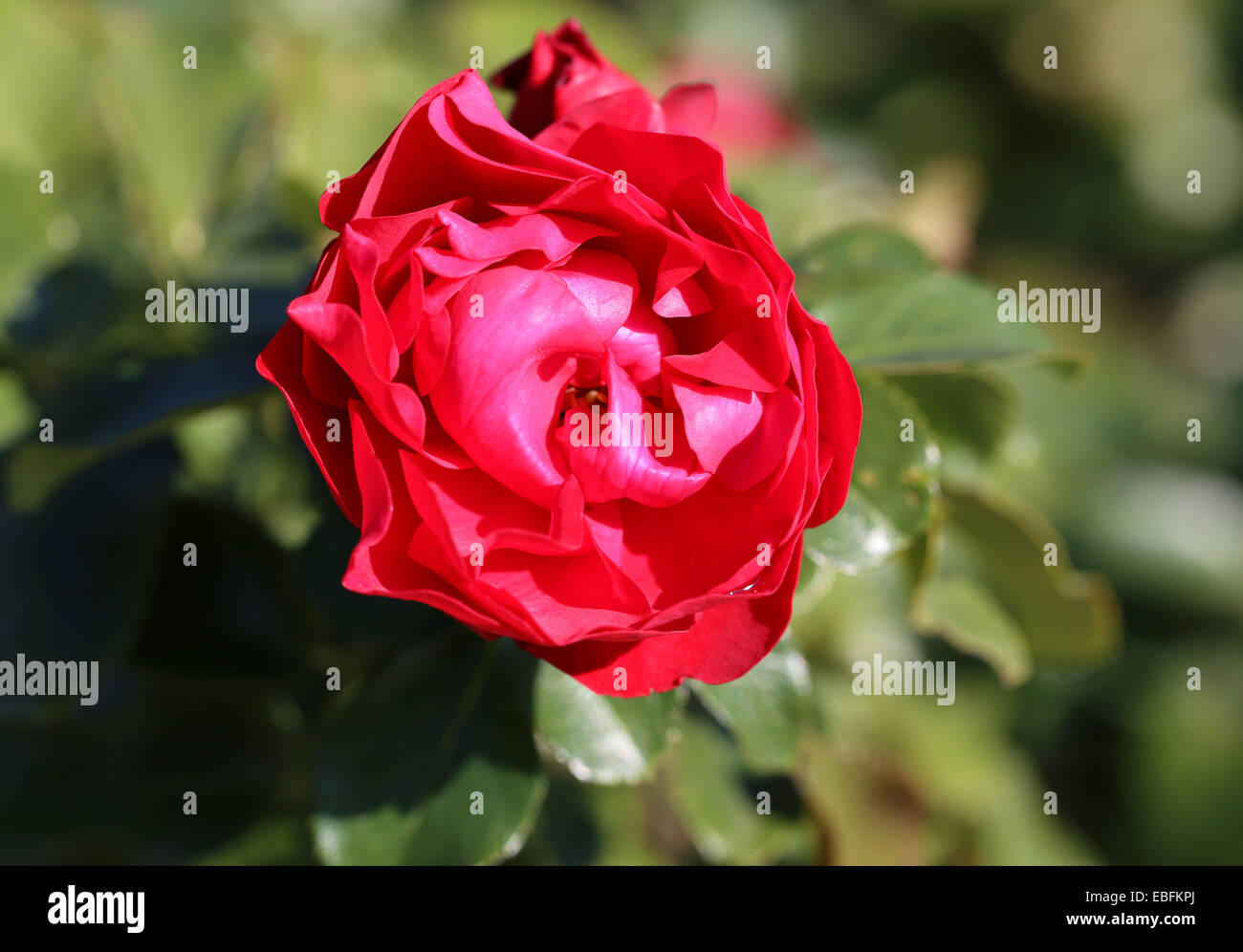 Beautiful rose garden is photographed close up Stock Photo - Alamy