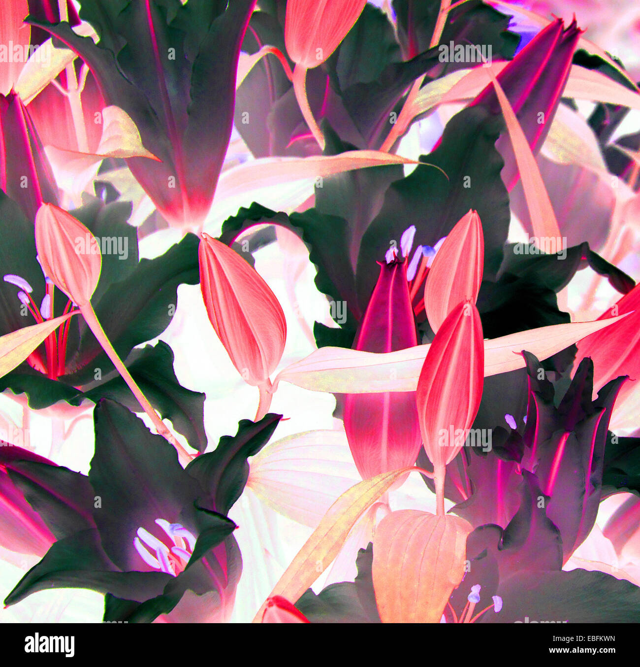 Digitally altered garden, flower and plants. Colour changes Stock Photo ...