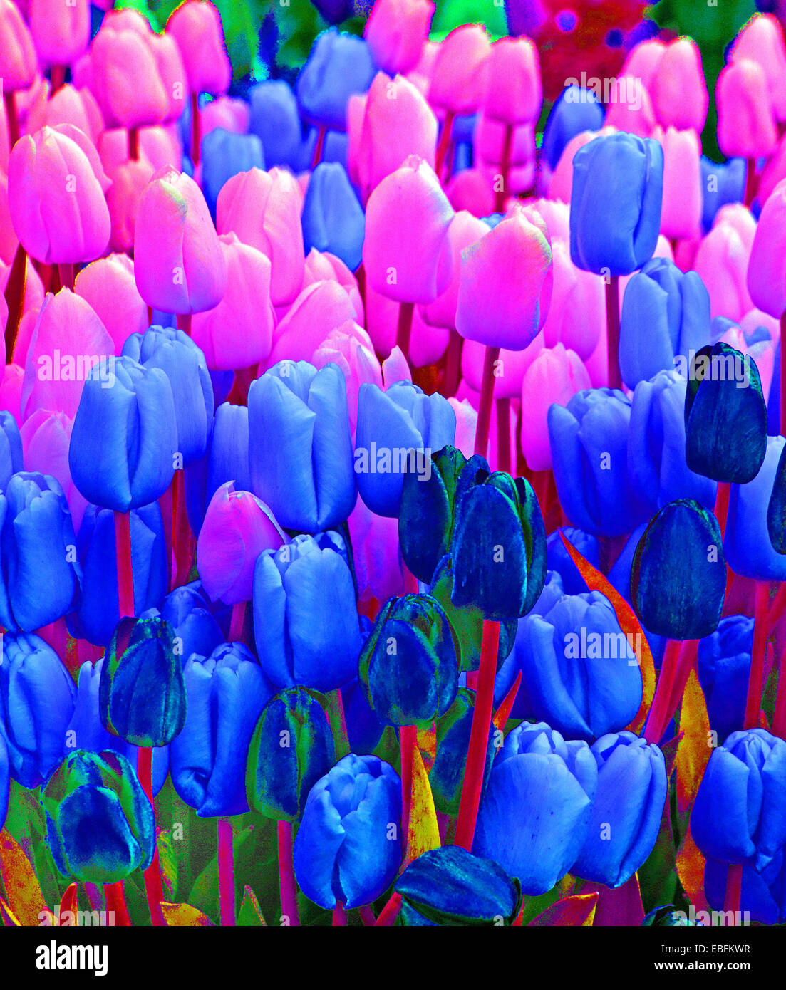 Digitally altered garden, flower and plants. Colour changes Stock Photo ...