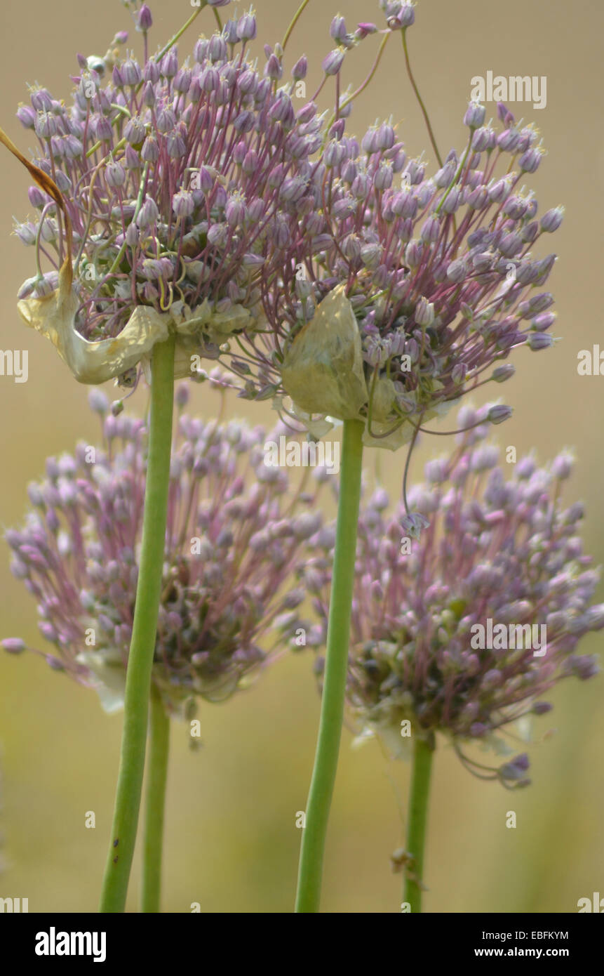 Four plants hi-res stock photography and images - Alamy