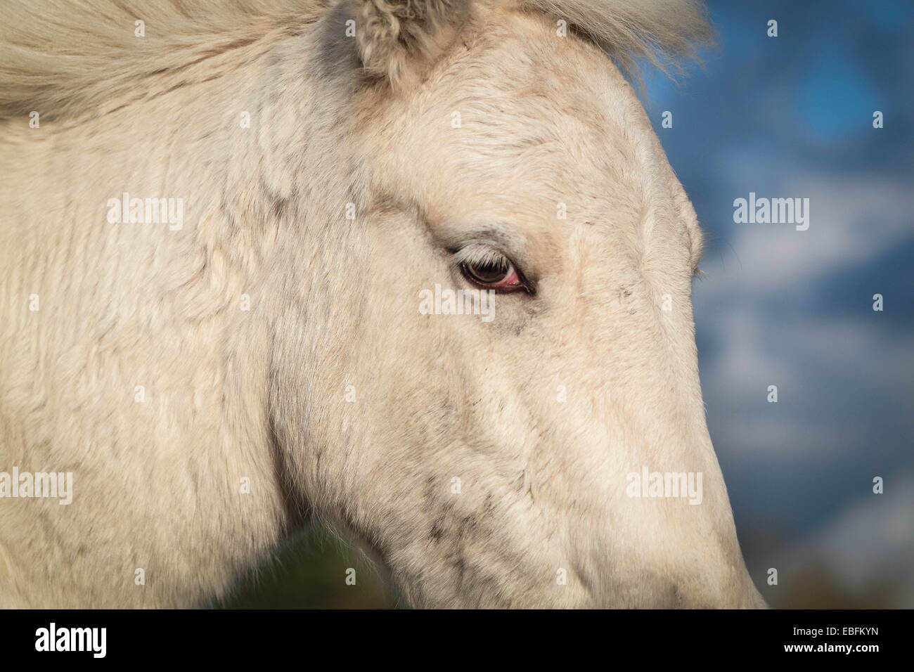 Closeup Photo of a white Pony Stock Photo - Alamy